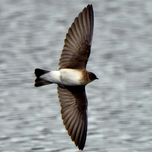 Northern Rough-winged Swallow (Birds of Rosewood Nature Study Area ...