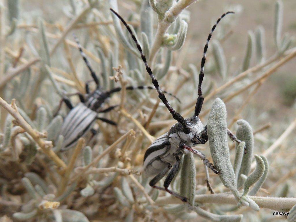 Eodorcadion intermedium (Jakovlev, 1890)