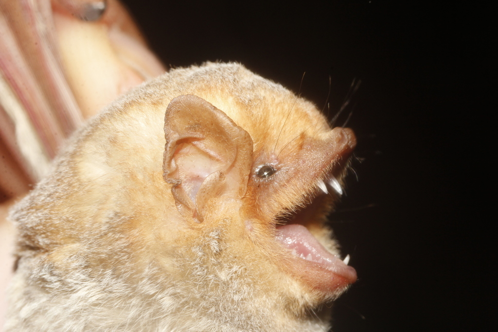 Western red bat from Reserva Costera el Pitayal, Sonora on August 23 ...