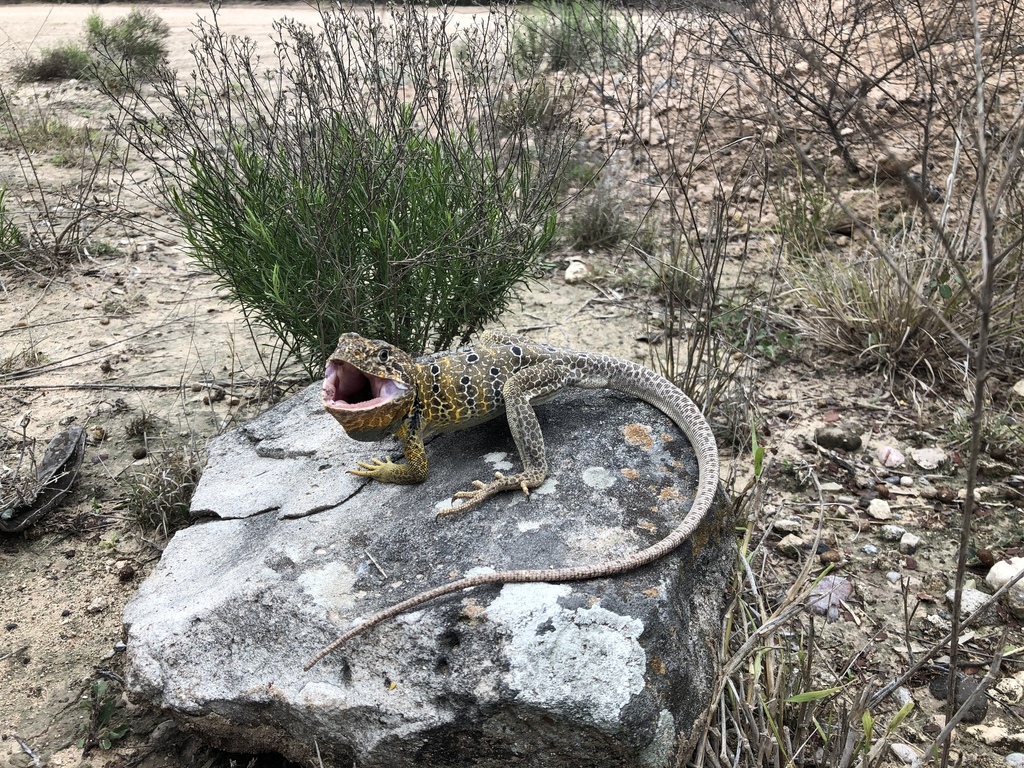 Reticulate Collared Lizard in March 2020 by Neil Balchan. Underneath ...