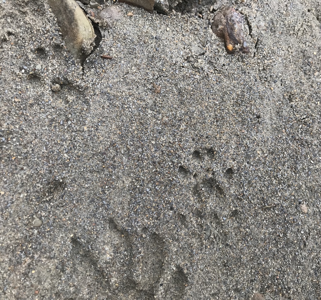 Long-tailed Weasel from Brecksville Rd, Brecksville, OH, US on March 22 ...