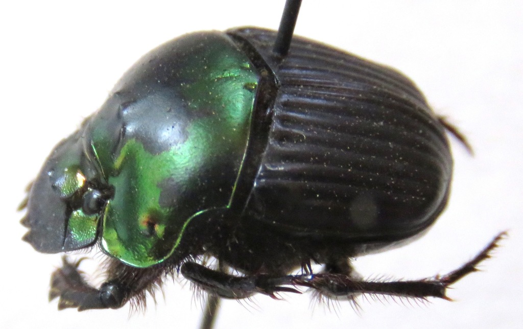 Phanaeus pyrois from Nicaragua, Jinotega. Reserva el Jaguar. San Rafael ...