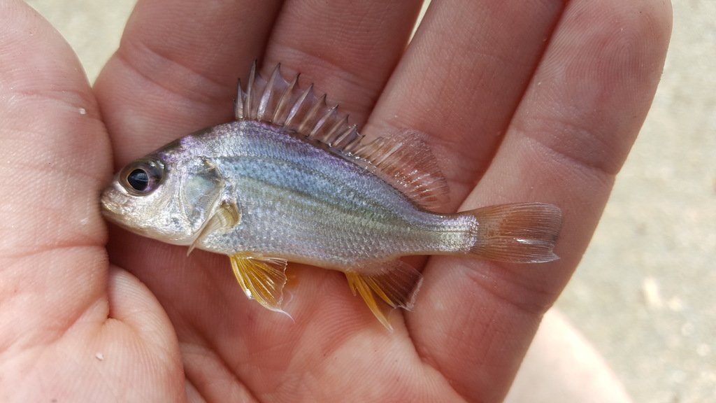 Black-ear Javelin (Pomadasys trifasciatus) - Marine Life Identification