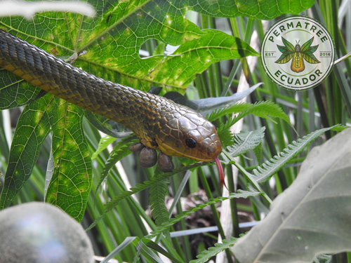 Amazon Puffing Snake (Spilotes sulphureus) - Snakes and Lizards