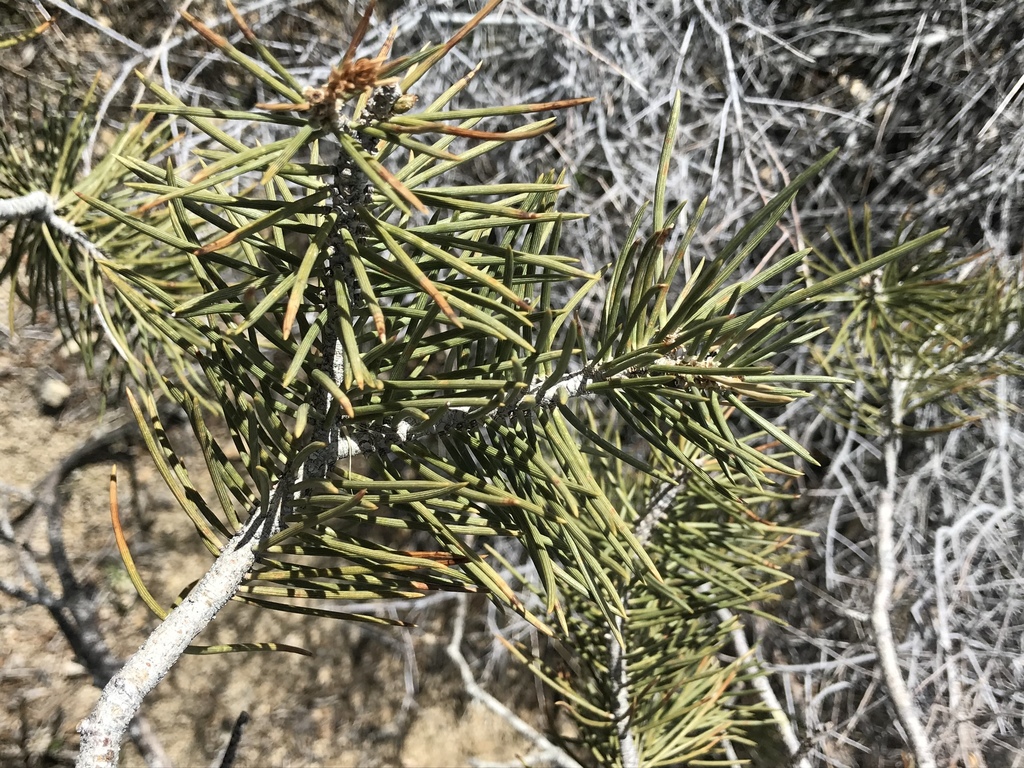 singleleaf pinyon from Old Woman Mountains Wilderness, Essex, CA, US on March 17, 2020 at 12:59 ...
