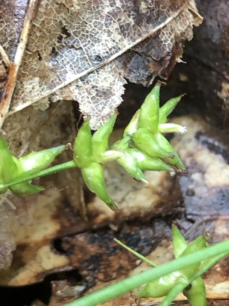 bracted sedge in March 2020 by John Kees. Perigynium about 3.5mm x 1 ...