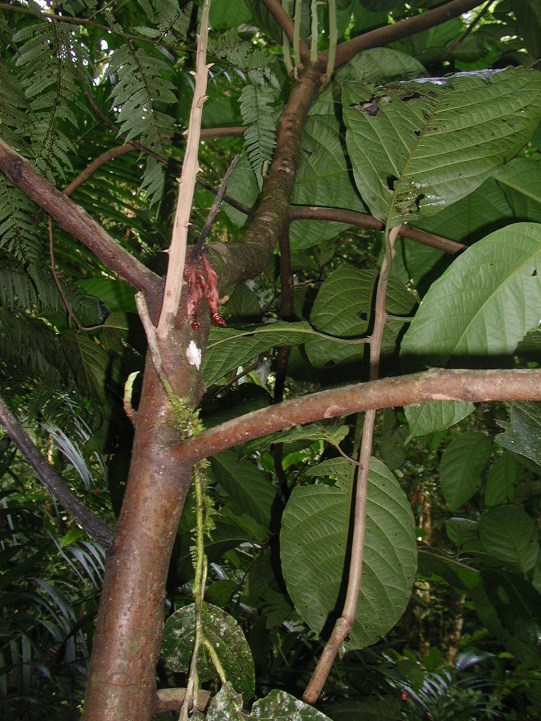 Hieronyma alchorneoides from Doyle's Delight, 1124 m, Maya Mountain ...