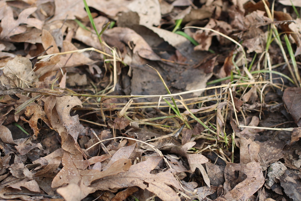 blunt broom sedge from Dupage County, IL, USA on March 22, 2020 at 09: ...