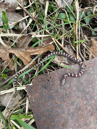 Colubrine Snakes (Colubrinae) - Snakes and Lizards