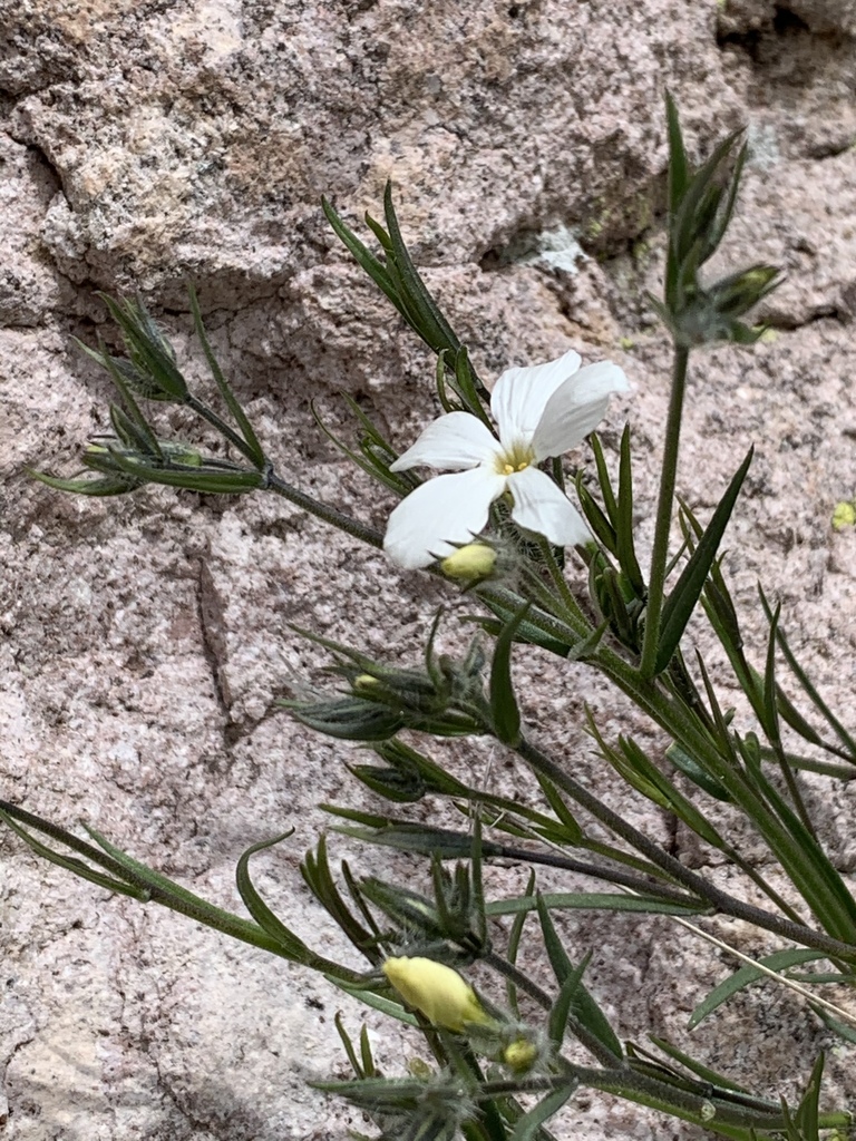 Santa Catalina mountain phlox (Phlox tenuifolia) - Botanical Realm