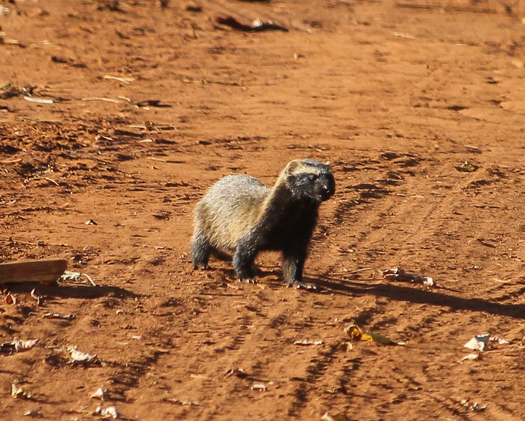 Lesser Grison from Jaboticabal - SP, Brasil on July 13, 2017 at 04:13 ...