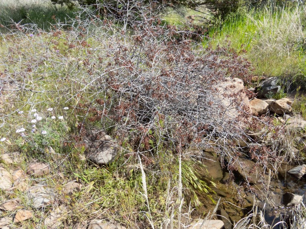 cat claw mimosa from Maricopa, Arizona, United States on March 22, 2020 ...