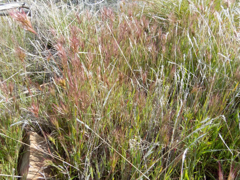 Red Brome from Maricopa, Arizona, United States on March 22, 2020 at 10 ...