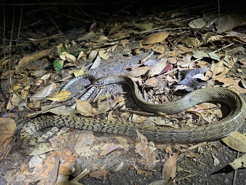Colubrine Snakes (Colubrinae) - Snakes and Lizards