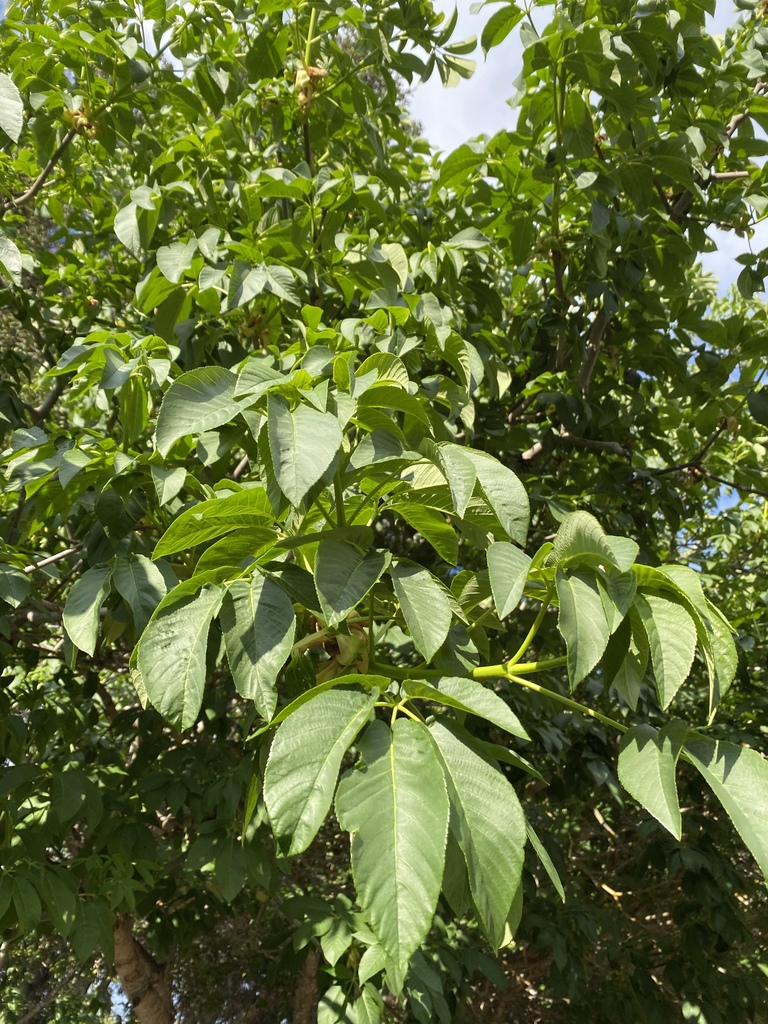 California buckeye from Del Rey Elementary School, Orinda, CA, US on ...