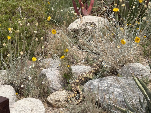 Colubrine Snakes (Colubrinae) - Snakes and Lizards