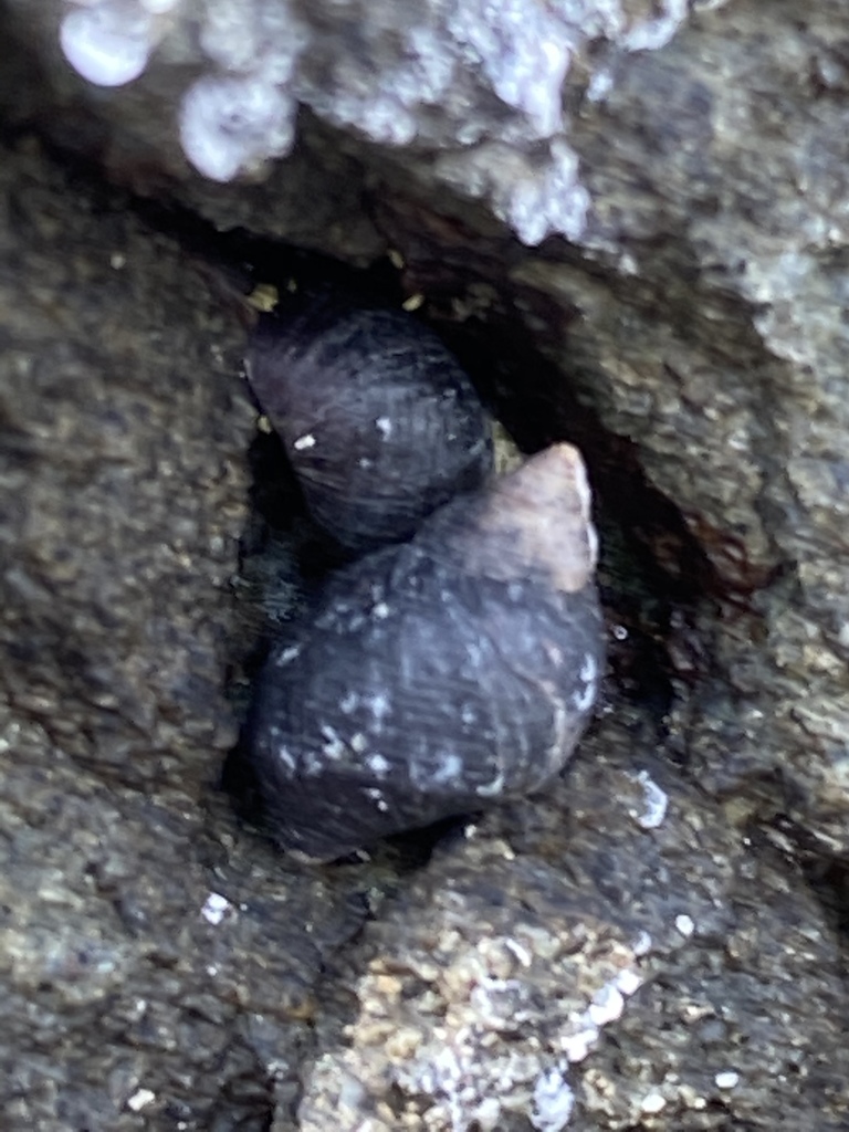 Checkered Periwinkle from South Bay, San Francisco, CA, US on March 22 ...