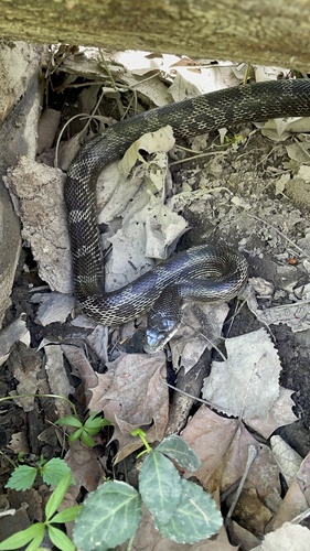 Colubrine Snakes (Colubrinae) - Snakes and Lizards