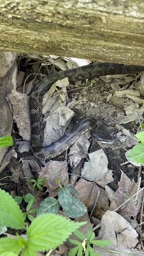 Colubrine Snakes (Colubrinae) - Snakes and Lizards