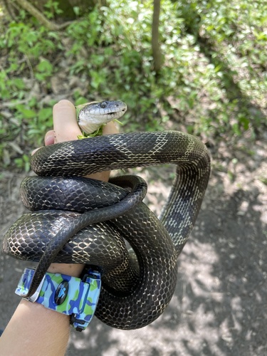 Colubrine Snakes (Colubrinae) - Snakes and Lizards