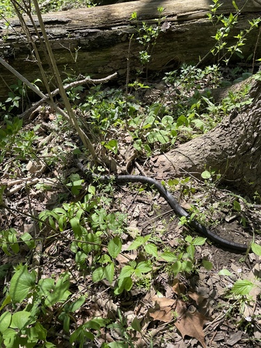 Colubrine Snakes (Colubrinae) - Snakes and Lizards