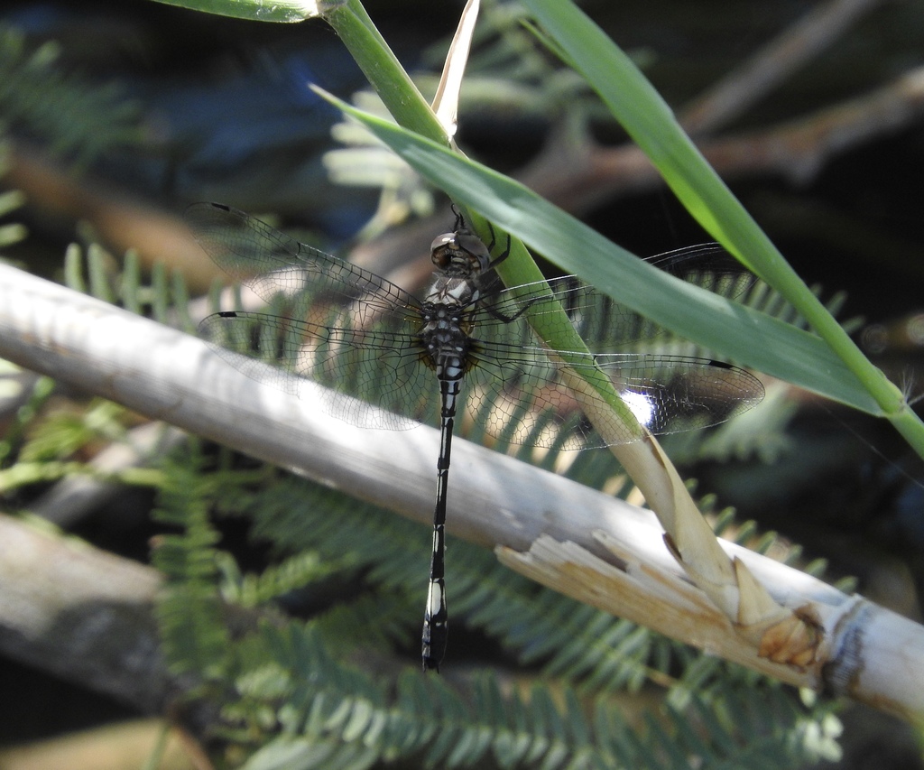 Pale-faced Clubskimmer from Imperial County, CA, USA on September 10 ...