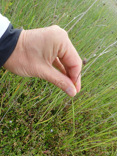 Three-square Bulrush (Variety Schoenoplectus pungens badius) · iNaturalist
