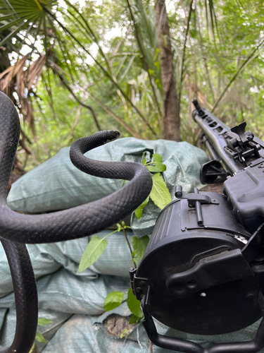 Colubrine Snakes (Colubrinae) - Snakes and Lizards