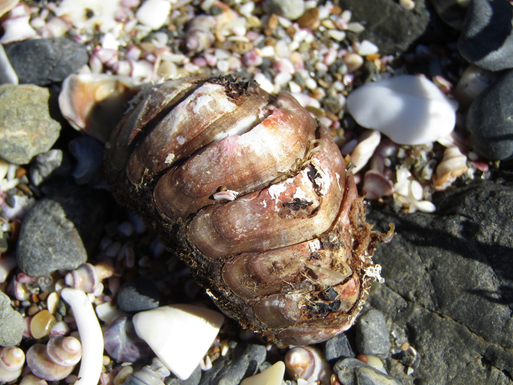 Noble Chiton from Te Arai Point, New Zealand on March 15, 2020 at 03:25 ...