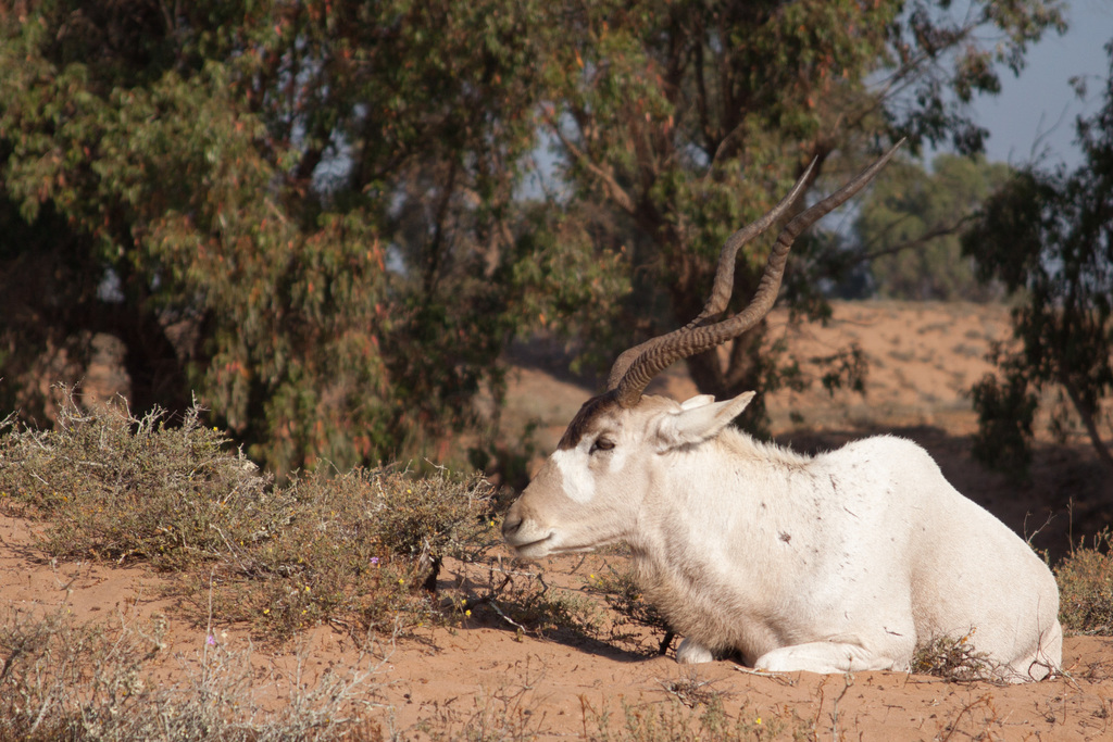 Addax (Addax nasomaculatus) - Know Your Mammals