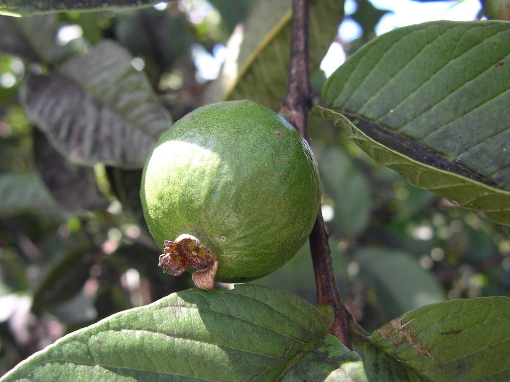 Common guava (Psidium guajava) - Botanical Realm