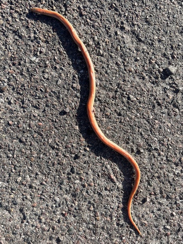 Colubrine Snakes (Colubrinae) - Snakes and Lizards
