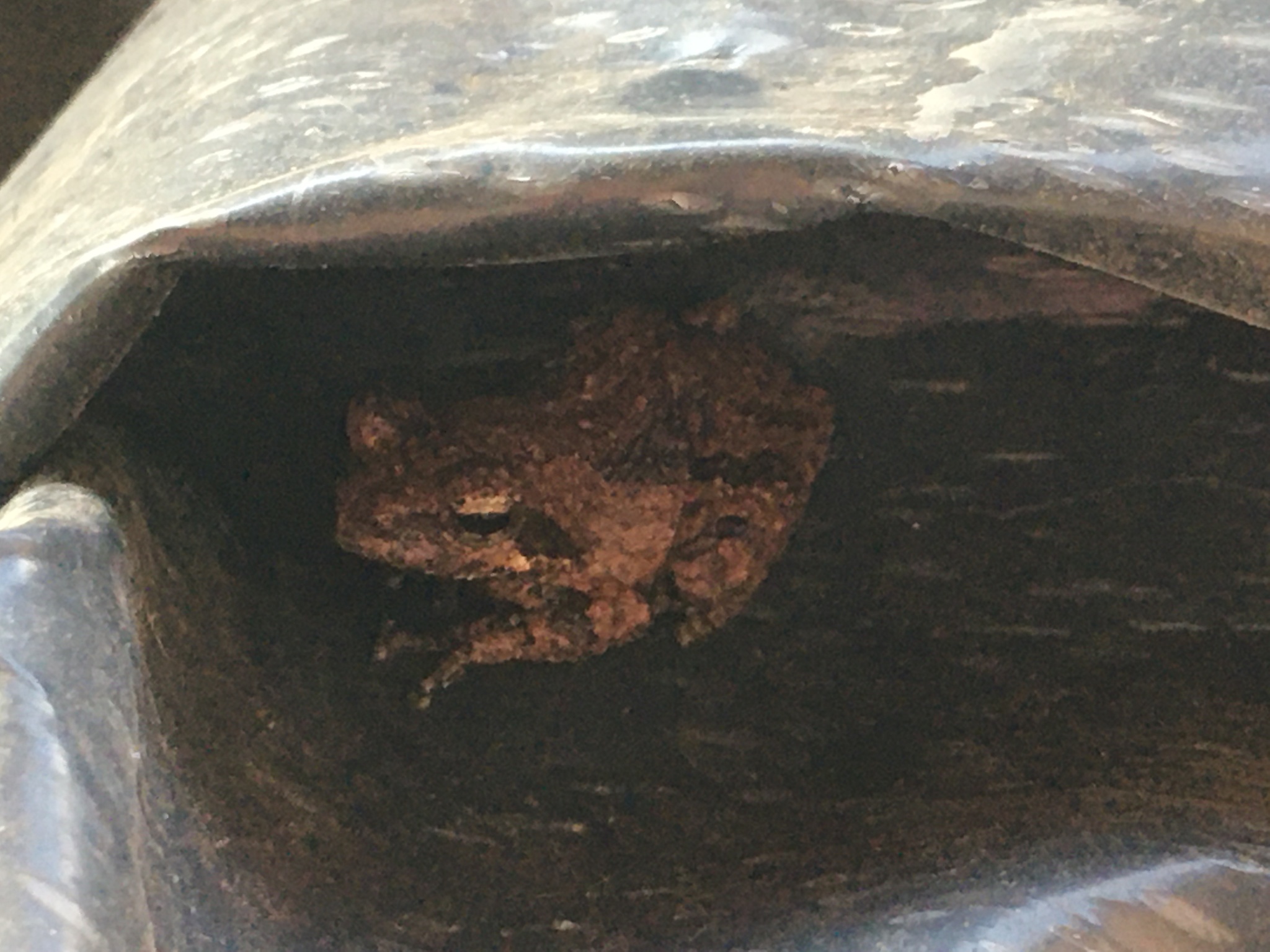 Chiromantis petersii Boulenger, 1882