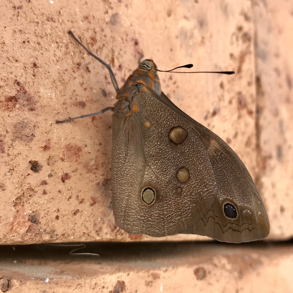 coconut caterpillar (Florianopolis - Insects - Lepidoptera) · iNaturalist