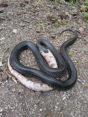 Colubrine Snakes (Colubrinae) - Snakes and Lizards