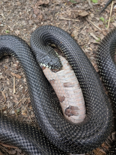 Colubrine Snakes (Colubrinae) - Snakes and Lizards