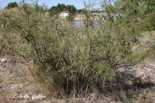 Variedad Neltuma flexuosa fruticosa · iNaturalist Mexico