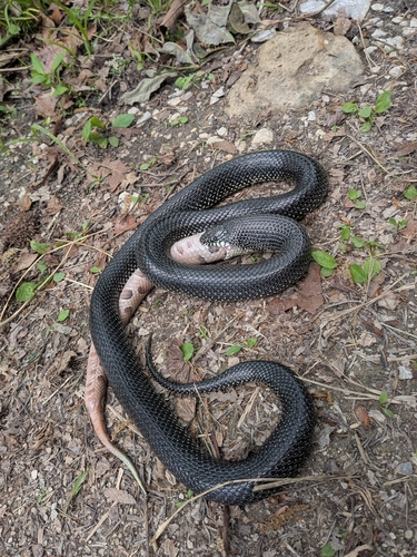 Colubrine Snakes (Colubrinae) - Snakes and Lizards
