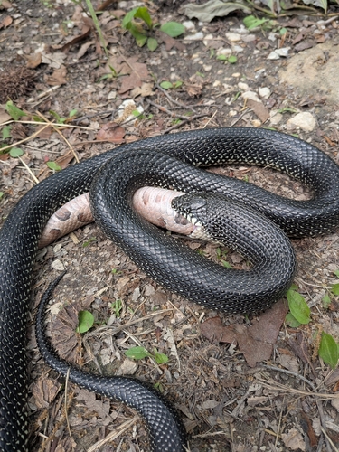Colubrine Snakes (Colubrinae) - Snakes and Lizards