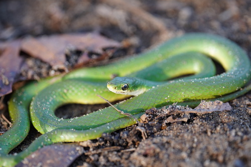 Colubrine Snakes (Colubrinae) - Snakes and Lizards