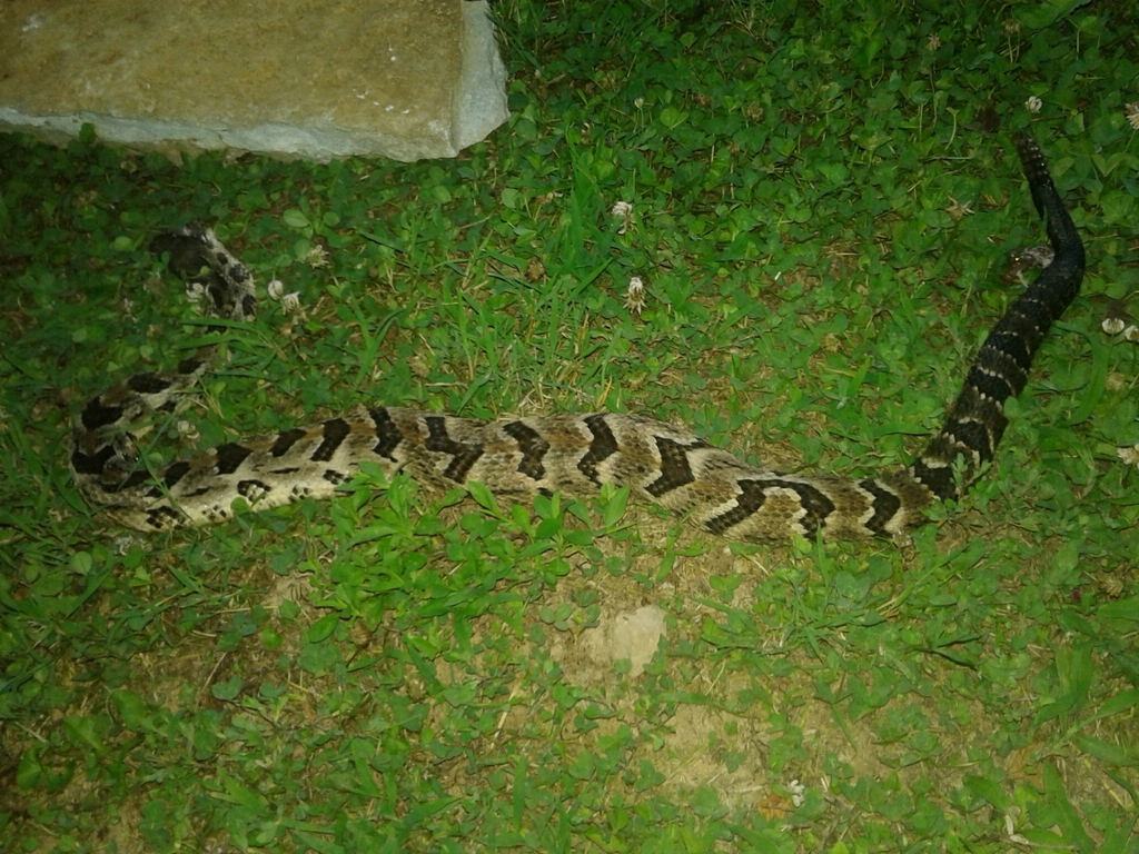 Timber Rattlesnake from Delta, KY 42633, USA on July 11, 2016 at 09:08 ...