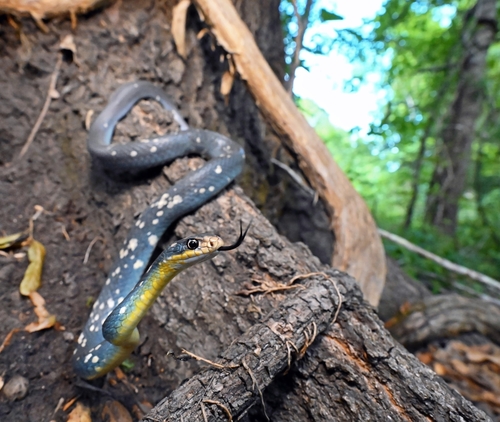 Colubrine Snakes (Colubrinae) - Snakes and Lizards