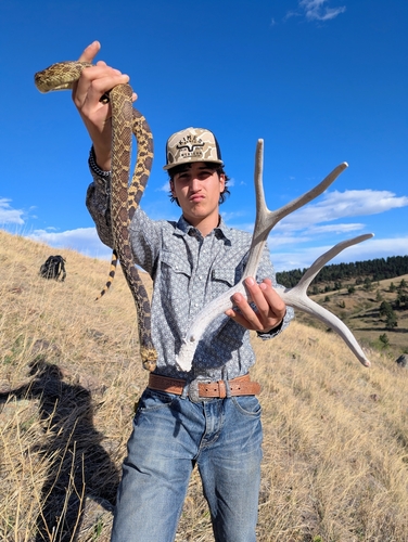 Colubrine Snakes (Colubrinae) - Snakes and Lizards