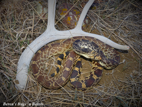 Snakes and Lizards (Squamata) - Snakes and Lizards