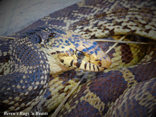 Colubrine Snakes (Colubrinae) - Snakes and Lizards