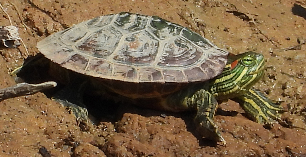 Red-eared Slider from Riderwood Village, Gracefield Road, Silver Spring ...