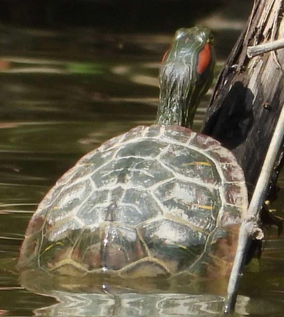 Red-eared Slider from Riderwood Village, Gracefield Road, Silver Spring ...
