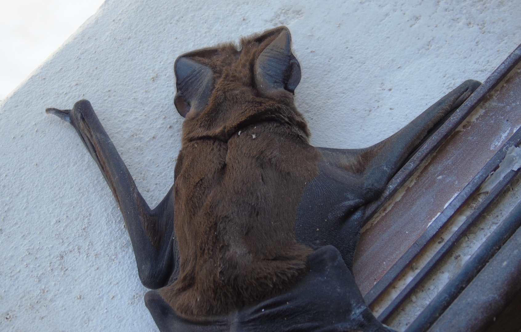 Eumops perotis (Schinz, 1821)