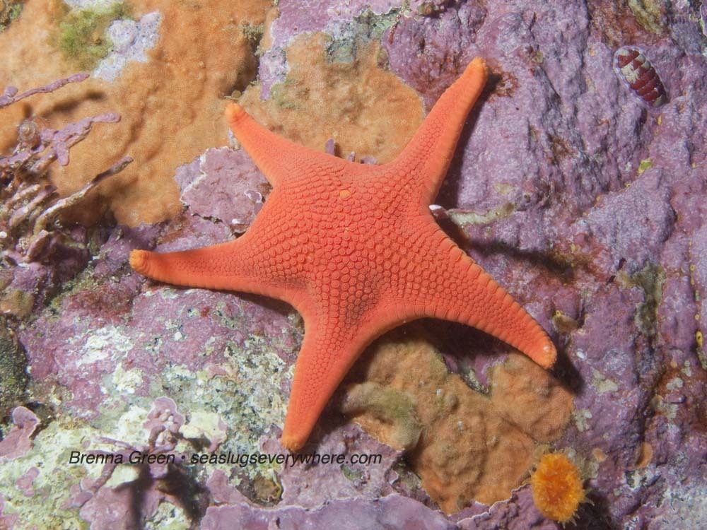 Mediaster aequalis (Echinoderms of the North Eastern Pacific (Alaska to ...