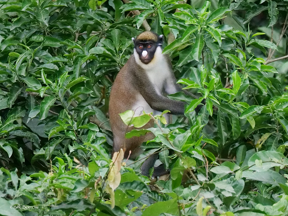 Eastern Lesser Spot-nosed Monkey (Cercopithecus petaurista petaurista ...